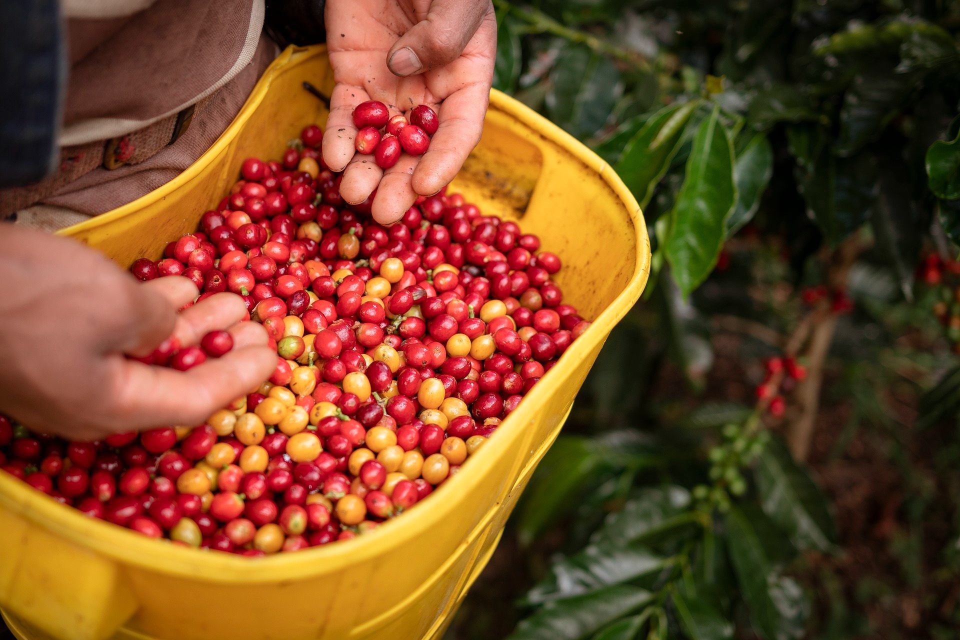 Gushe Buna – Coffee Farm in Kaffa, Ethiopia