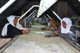 Gushe Buna – Coffee Farm in Kaffa, Ethiopia