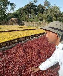 Gushe Buna – Coffee Farm in Kaffa, Ethiopia
